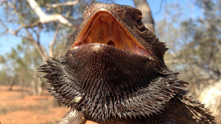 Atlas of Australian Dragon Brain Reveals Secrets of Brain Evolution