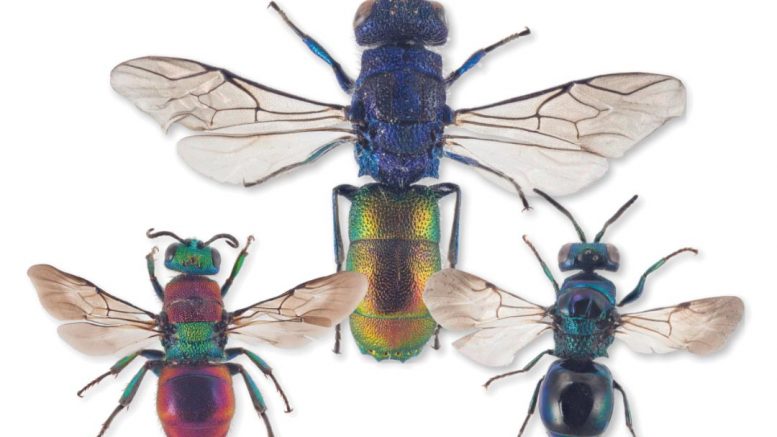 Wasp News - SciTechDaily