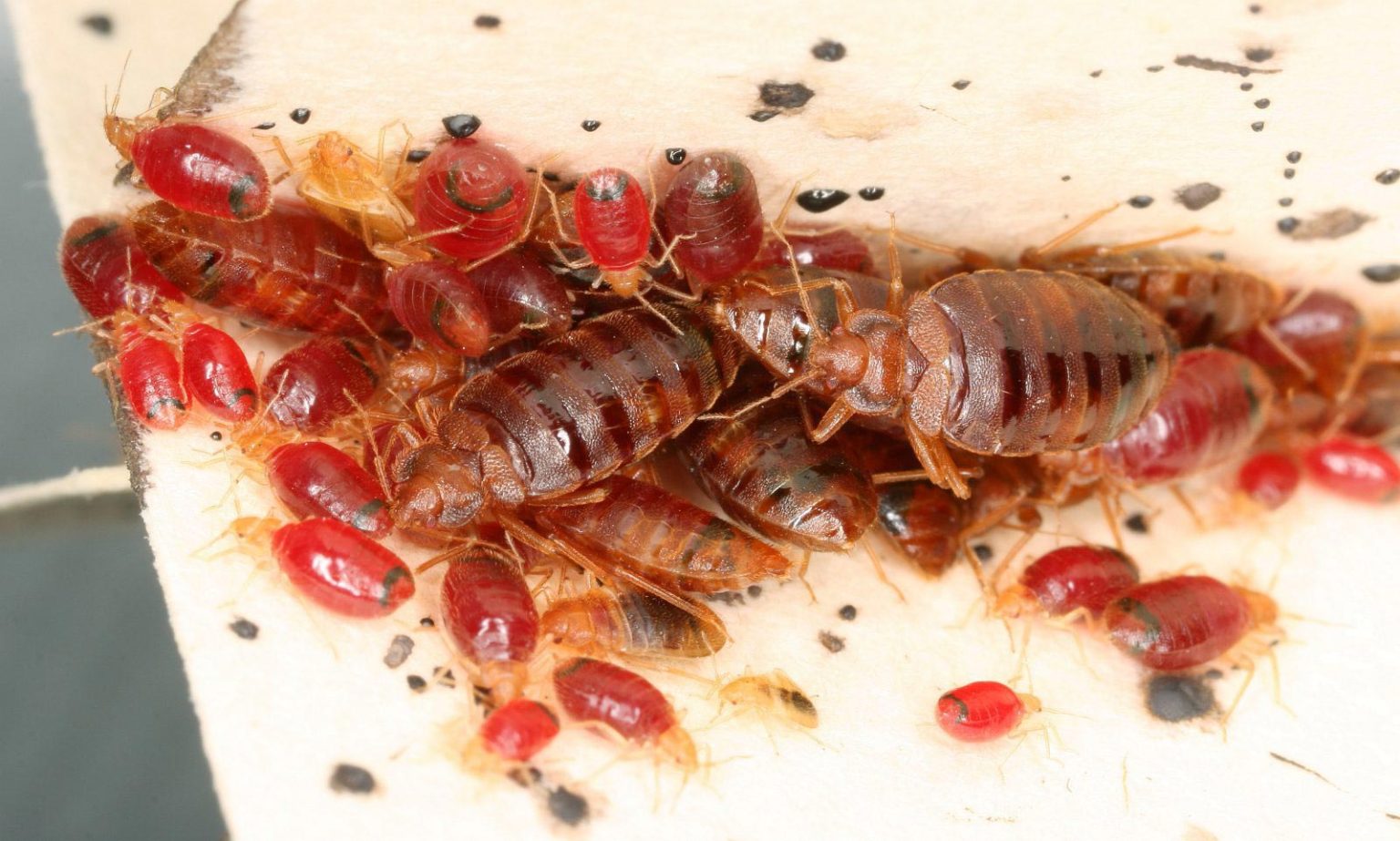 Bed Bugs Are Evolving: Researchers Uncover Alarming Insecticide Resistance