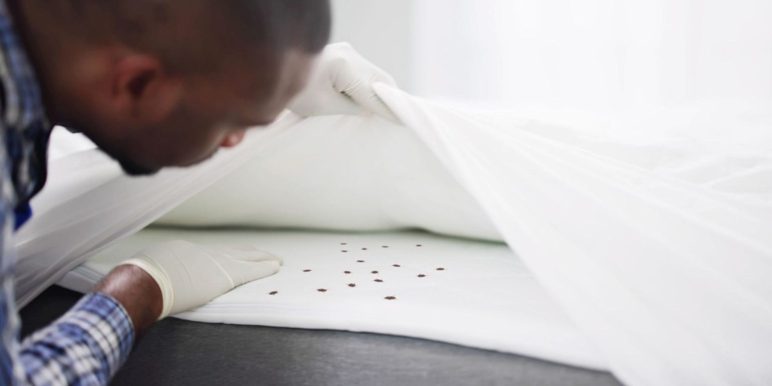 Why Are Bed Bugs So Hard To Kill? Scientists Uncover Genetic Survival ...