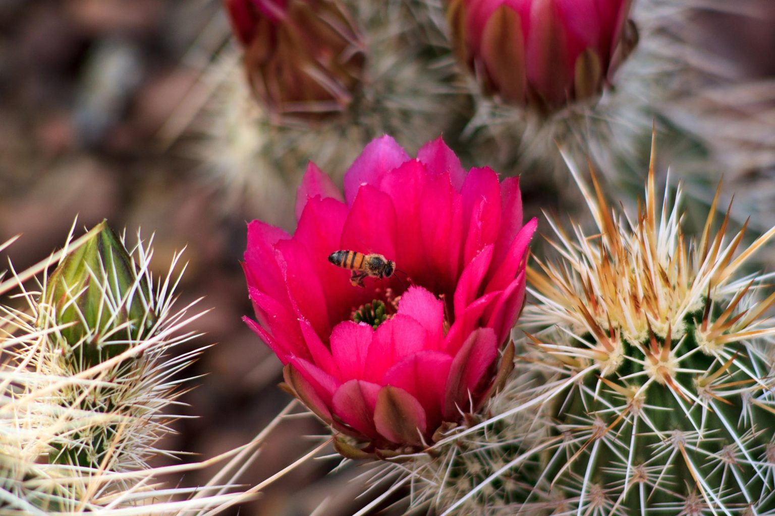 Vanishing Pollinators: Unraveling the Decline of Bees and Butterflies