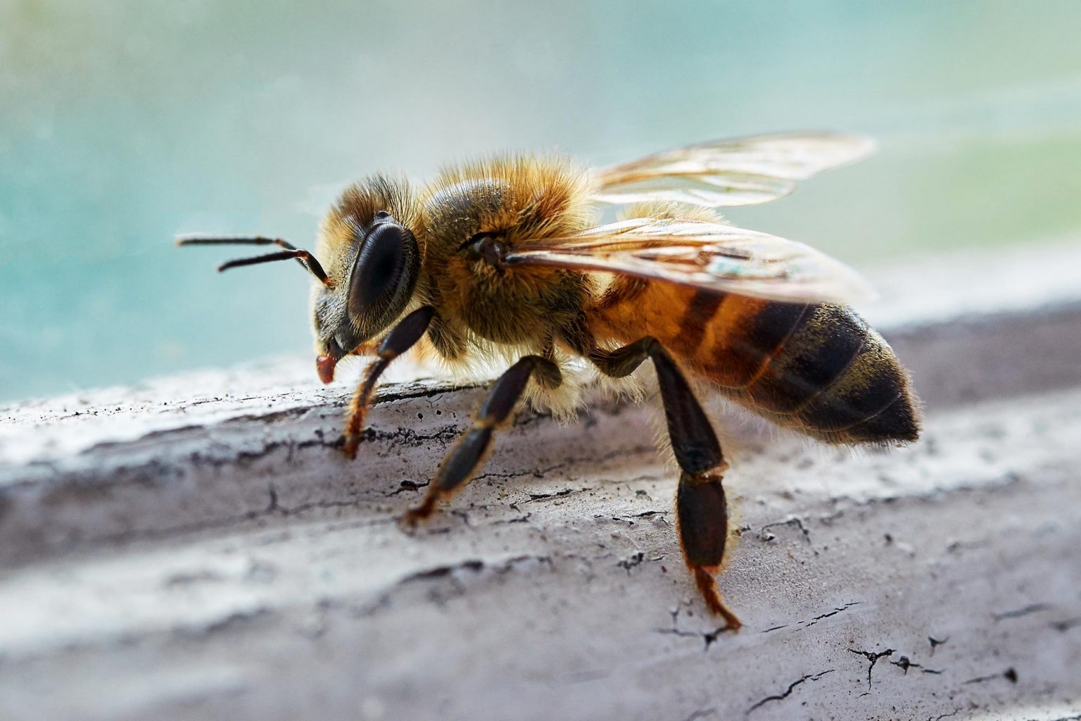 Angry Bees Produce Better Venom – Effective Treatment for Degenerative ...