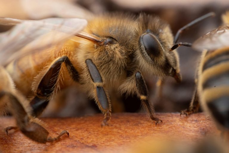 Researchers Discover That Bees Can Make Decisions Better and Faster ...