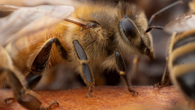 NASA's Spitzer Space Telescope Finds Solid Buckyballs in Space