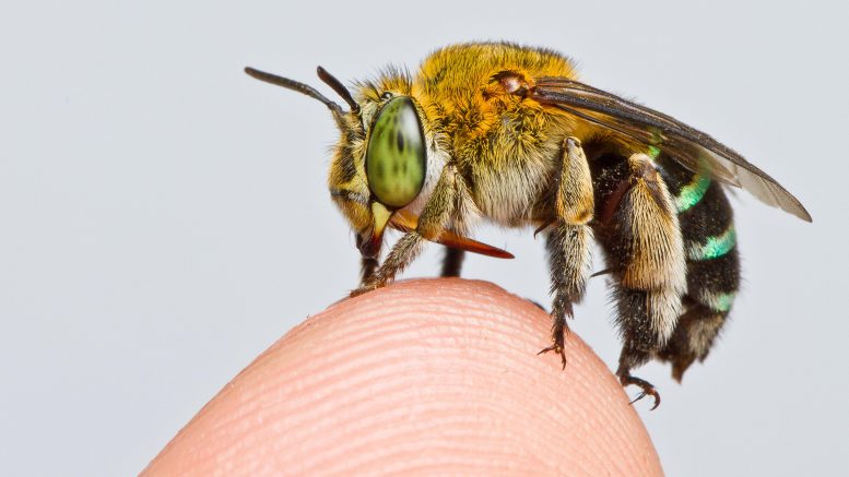 Meat-Eating “Vulture Bees” Sport Acidic Guts and an Extra Tooth for ...