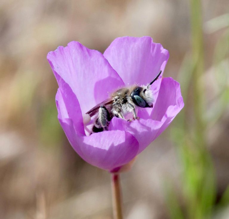 Mystery That Baffled Darwin Solved: Clever Strategy Some Flowers Use to ...