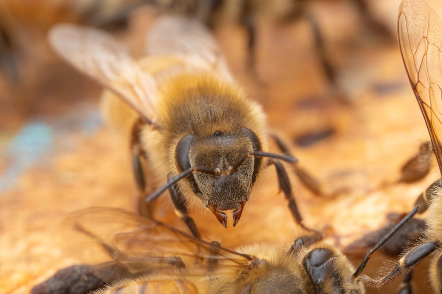 Researchers Discover That Bees Can Make Decisions Better and Faster ...