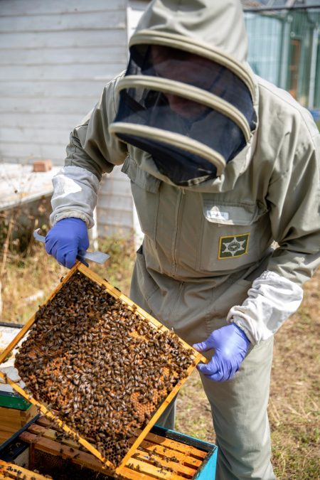 Superfood for Bees Sparks 15-Fold Colony Boom