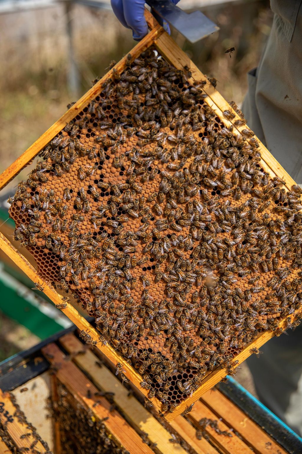 Superfood for Bees Sparks 15-Fold Colony Boom