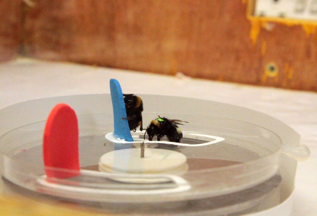 Bumblebees Learn To Solve Puzzles by Watching Other Bees
