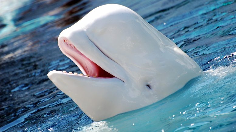 Georgia Aquarium's Beluga Plan Raises Concerns About Whale Culture