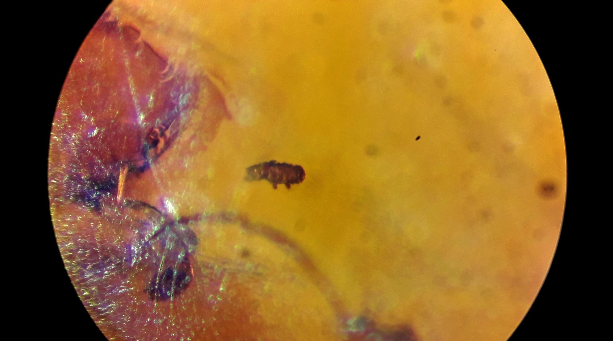 Unlocking the Secrets of Earth’s Most Resilient Creatures: New Fossils ...