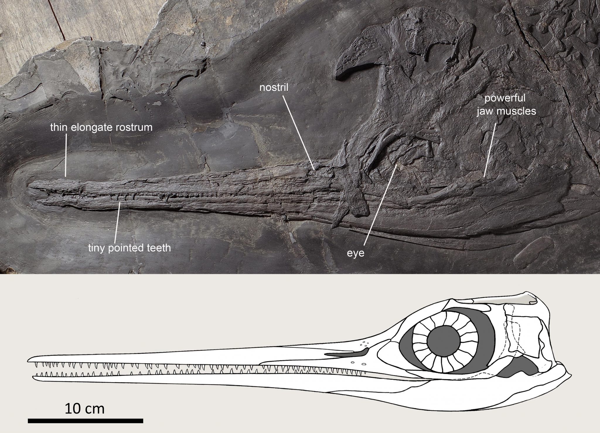 240-Million-Year-Old Ichthyosaur – Besanosaurus – Was an 26 Foot Long ...