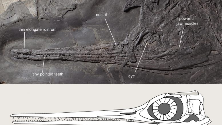 Paleontology News - Page 12 of 34 - SciTechDaily