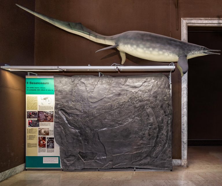 240-Million-Year-Old Ichthyosaur – Besanosaurus – Was an 26 Foot Long ...