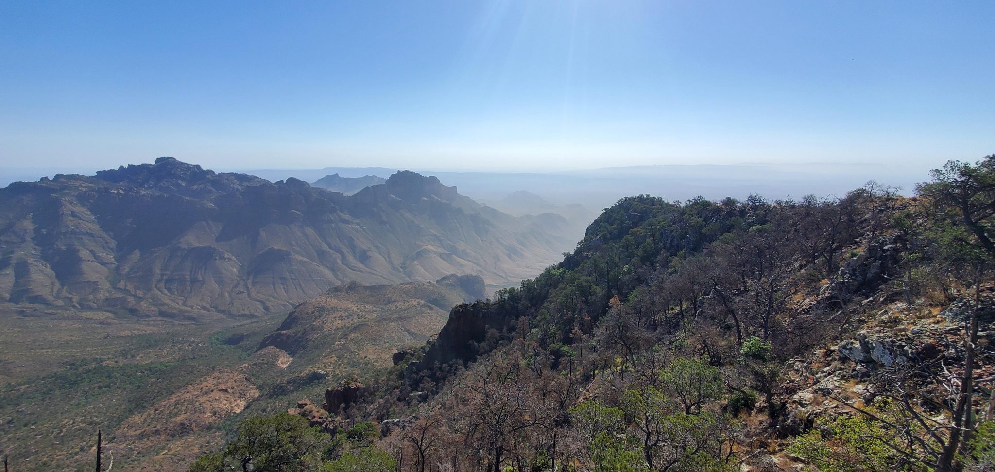 Clinging to Life: Scientists Rediscover Oak Tree Thought To Be Extinct