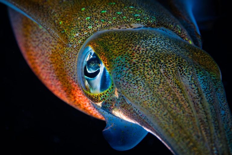 “Superpower” Discovered in Squids: They Can Massively Edit Their Own ...