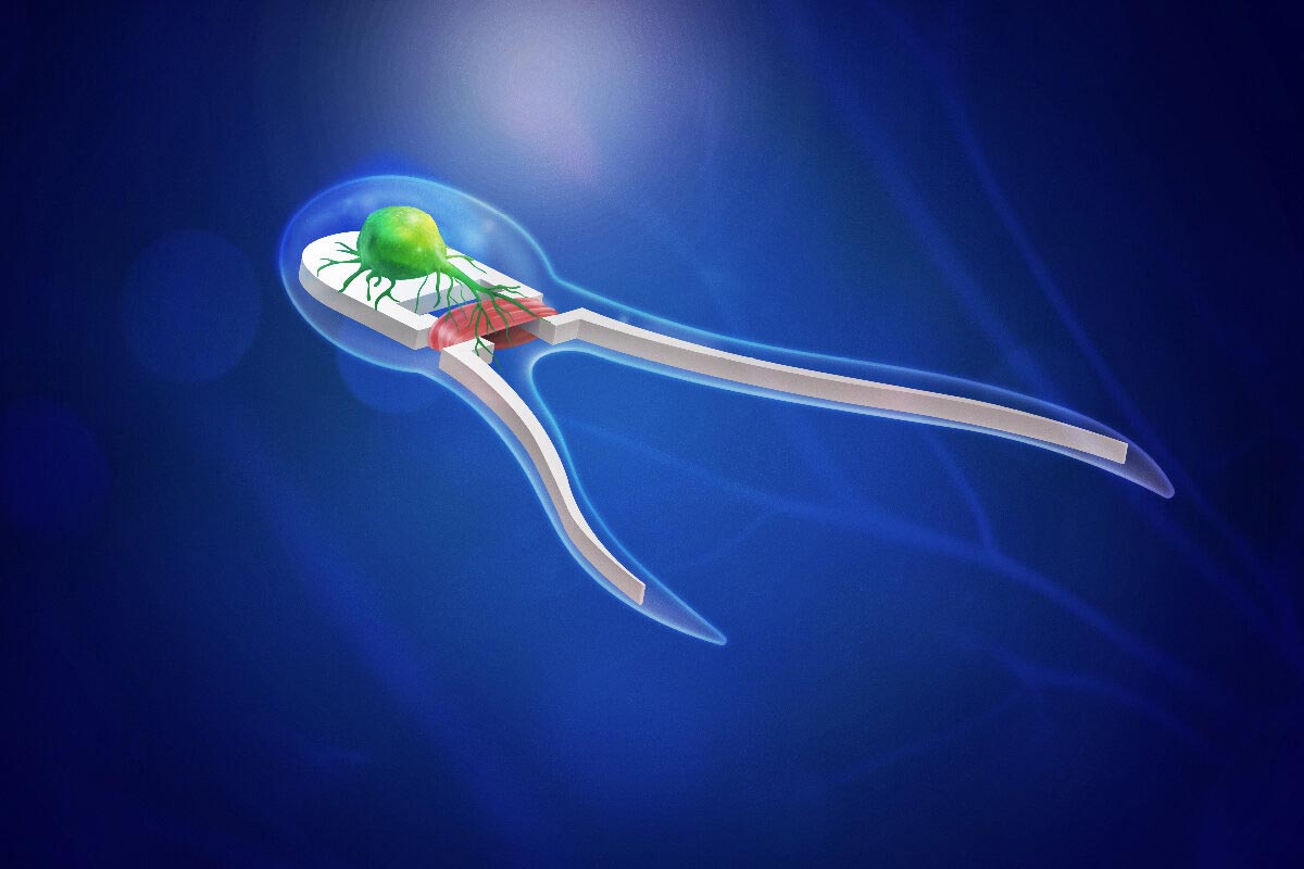 Microscopic Biohybrid Robots Propelled by Muscles & Nerves Built by ...