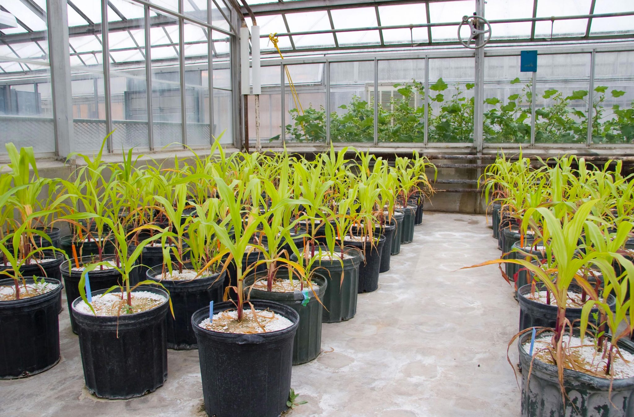 Science Made Simple: What Is Bioenergy Research?