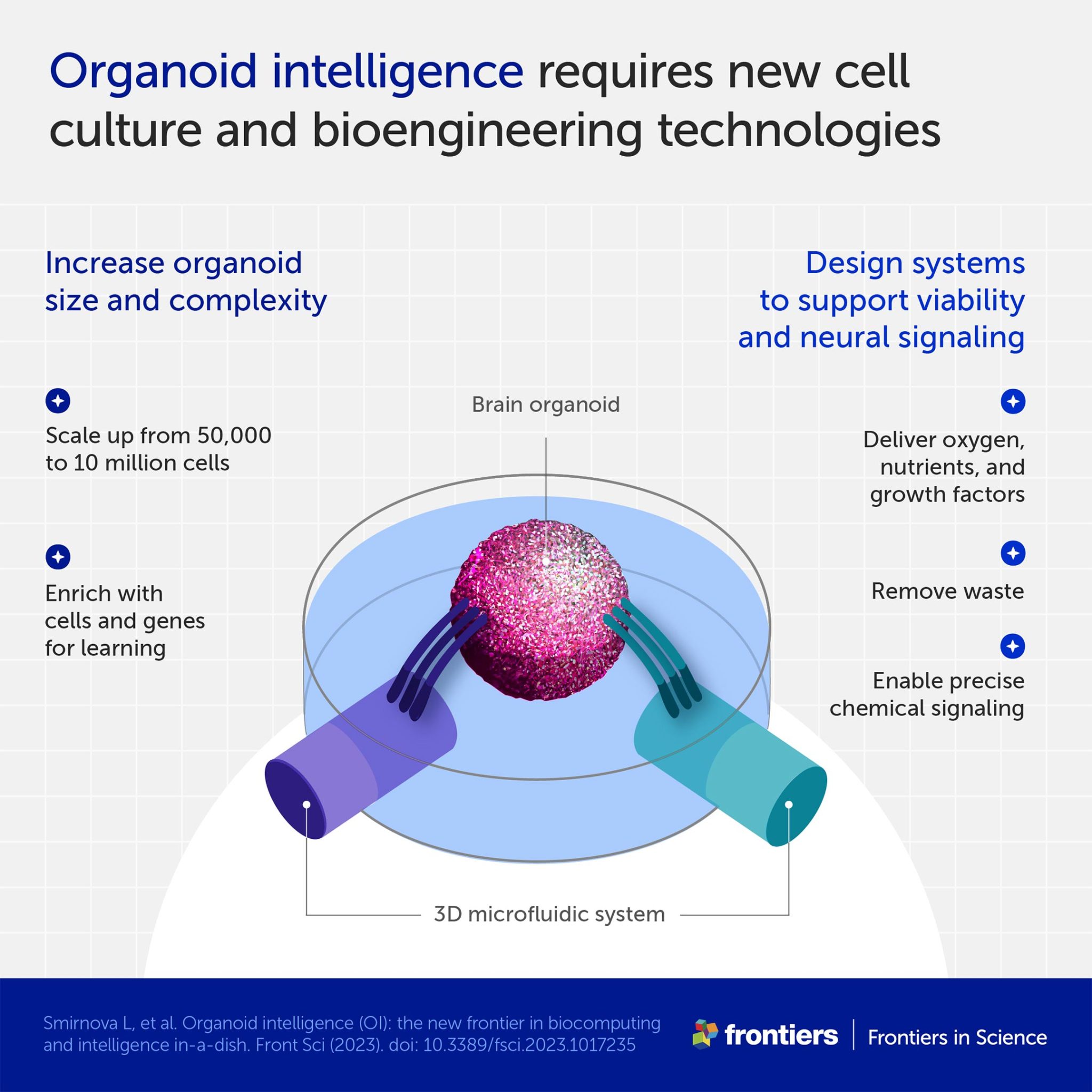 “Organoid Intelligence” – Revolutionary Biocomputers Powered by Human ...