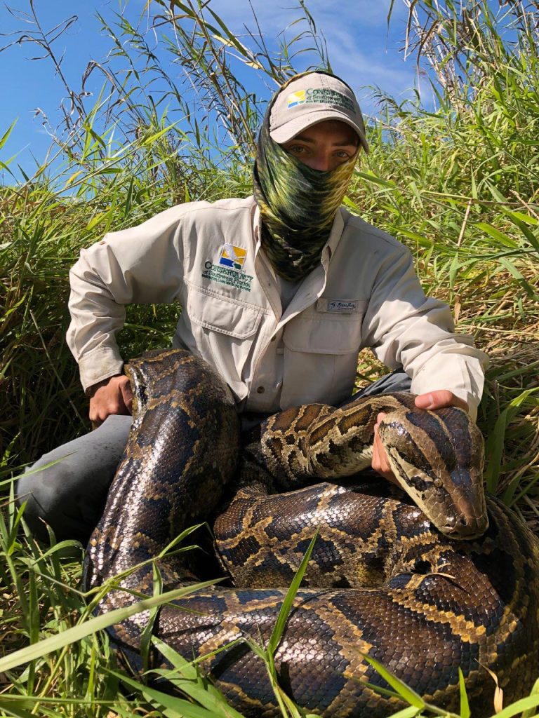 Watch: Burmese Python Swallows 77-Pound Deer Whole