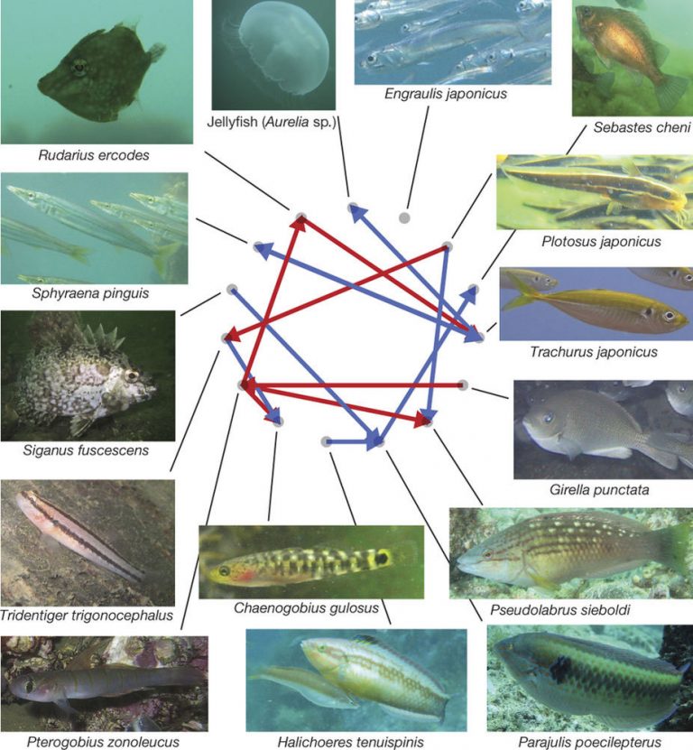 University Scientists Track Dynamic Changes in Marine Life