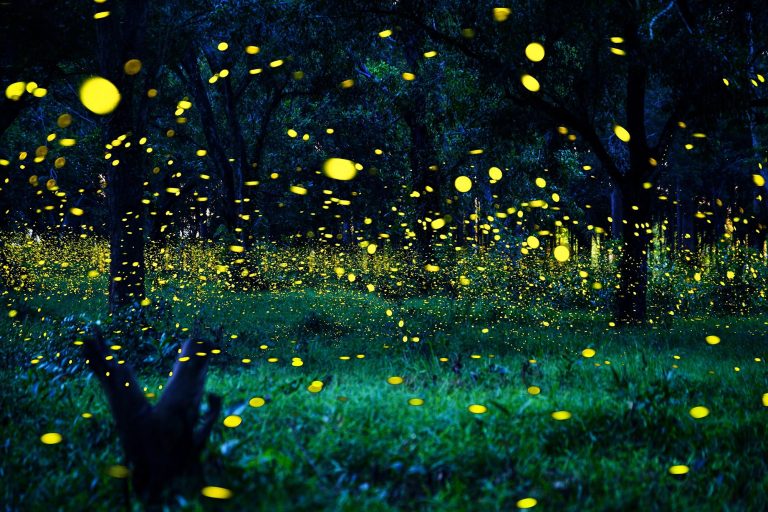 The Role of Bioluminescence in Nature