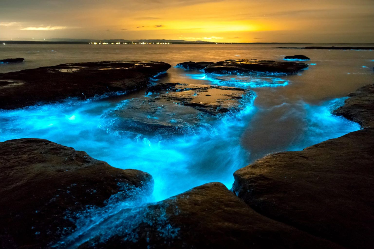 The Role of Bioluminescence in Nature