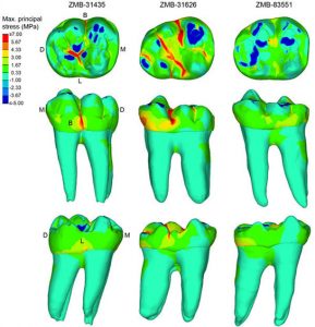 Biomechanics of Dental Features and Tooth Wear