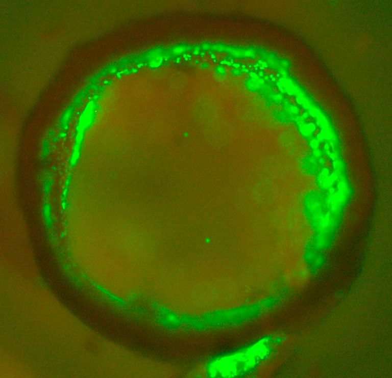 Self-Assembly Biomaterial Discovery Enables 3D Printing of Tissue-Like ...