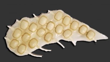 Engineers Develop Soft Robotic Sleeve to Help the Heart Beat