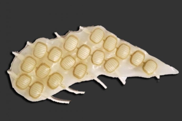 MIT Bionic ‘Heart’ Made of Heart Tissue and a Robotic Pumping System ...