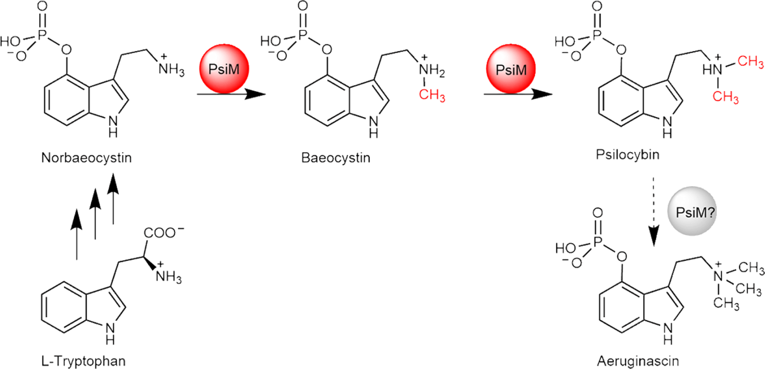 Decoding Psilocybin: “Magical” Enzymatic Pathways to Psychiatric ...