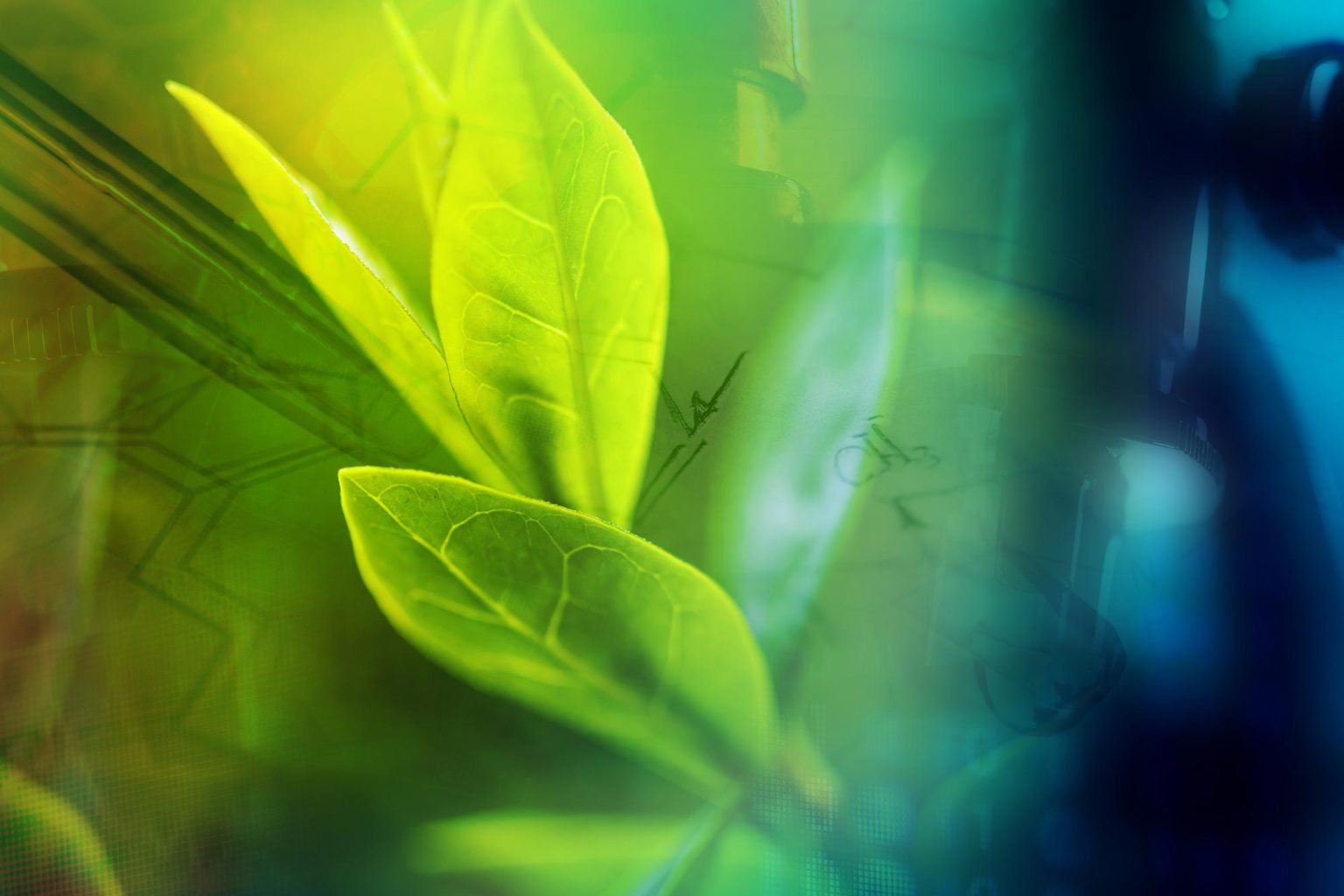 Biology Breakthrough: Scientists Discover First New Plant Tissue in 160 ...