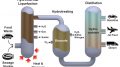 Engineers Discover Greener and Cheaper Technique for Biofuel