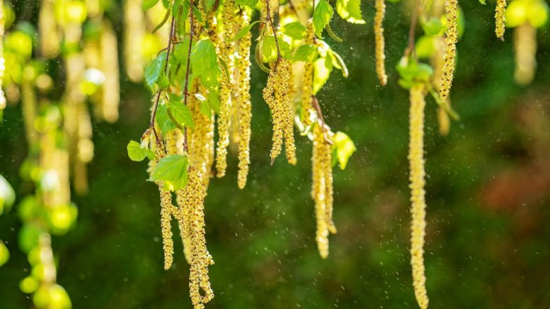 ‘Bee’ Thankful for the Evolution of Pollen – Discovery Made With Highly ...