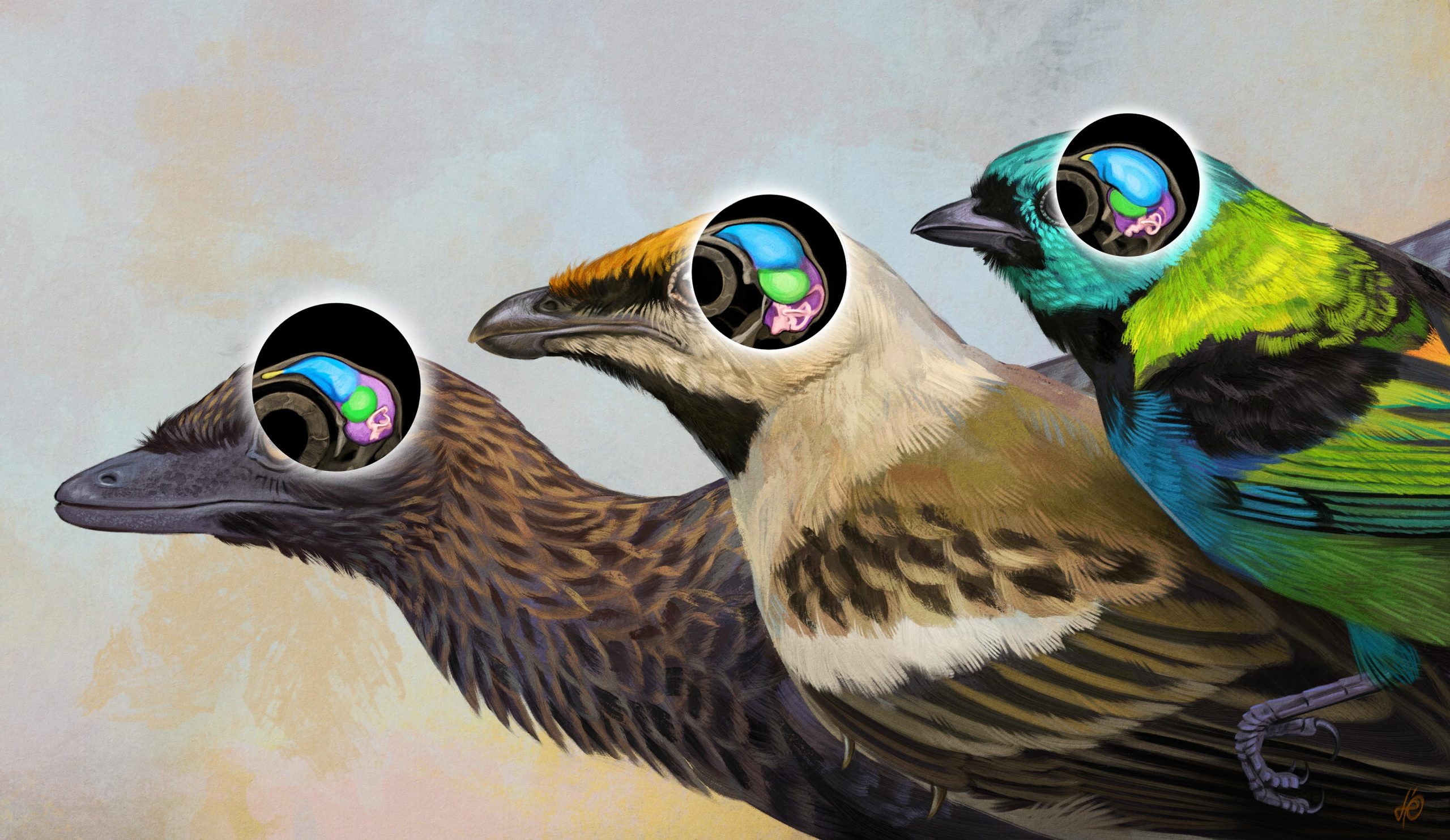 “One-of-a-Kind” Fossil Discovery Could Solve the Mystery of Modern Bird Intelligence