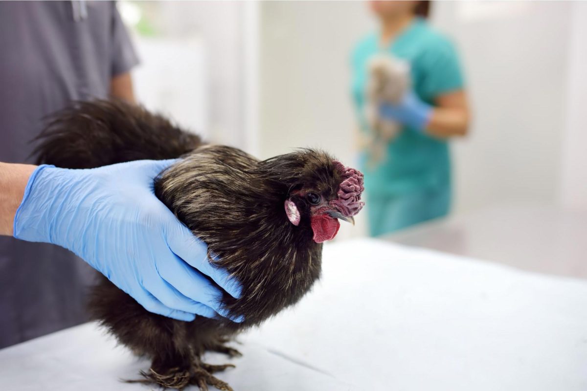 Revolutionary Bird Flu Sensor Detects H5N1 in Minutes