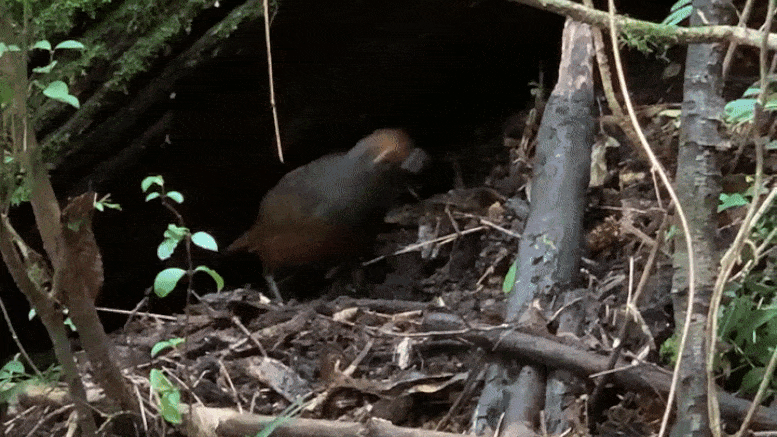 The Early Bird Gets…the Truffle? Birds Hunt for Fungi, Too