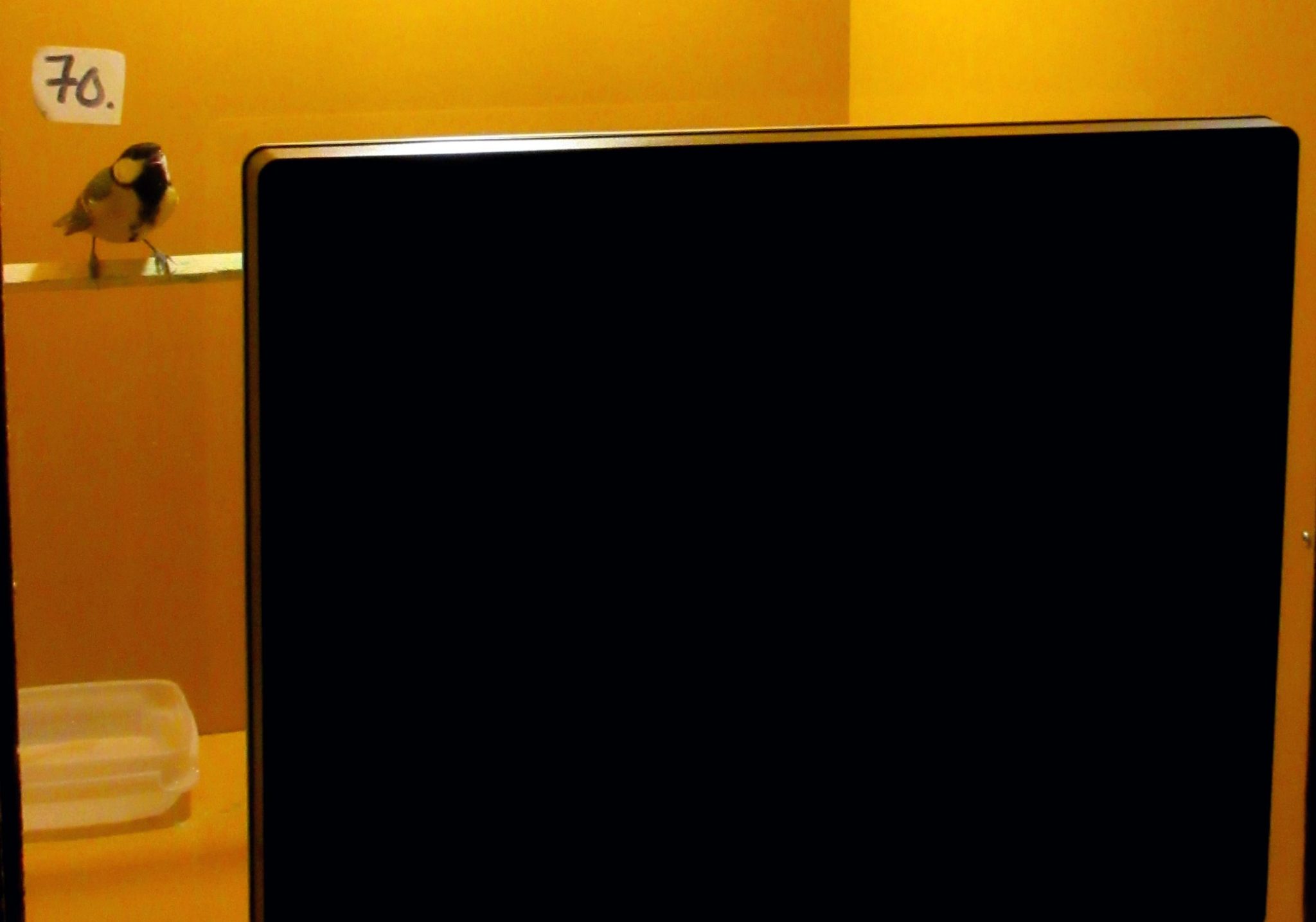 Scientists Make Birds Watch TV – Here’s What They Learned