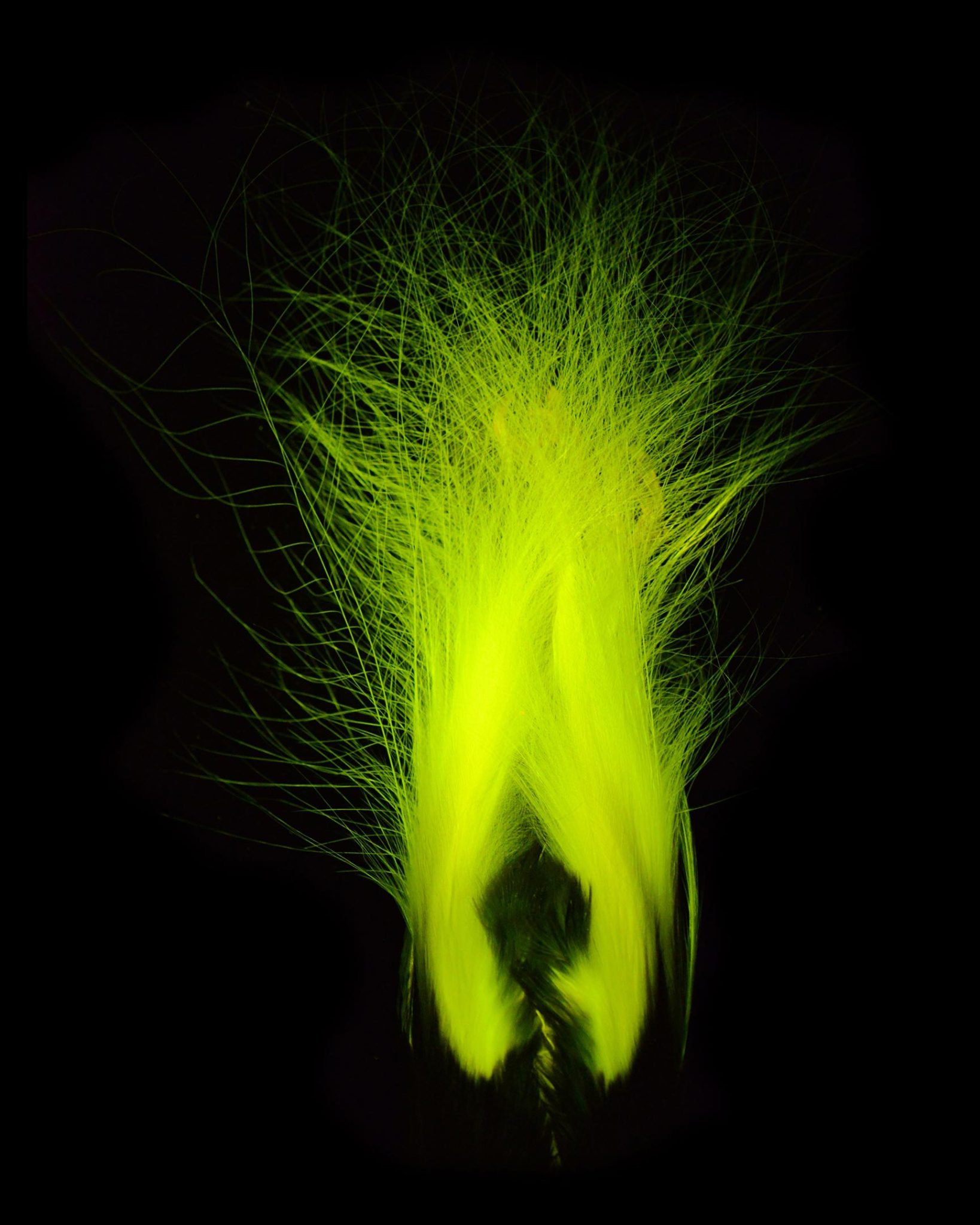 Scientists Discover Biofluorescence in Birds-of-Paradise, Revealing a ...
