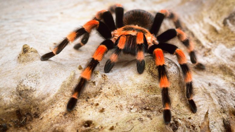 Scientists Discover Surprising Reasons Why Tarantulas Come in Vivid ...