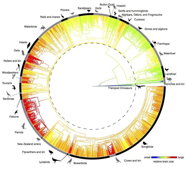 Tyrannosaurs to Modern Crows: Evolutionary Tracing to Discover How ...