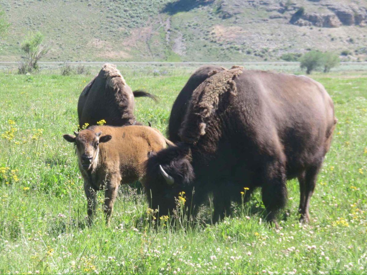 DNA Evidence Reveals Herbivores Eat Far More Than Just Grass