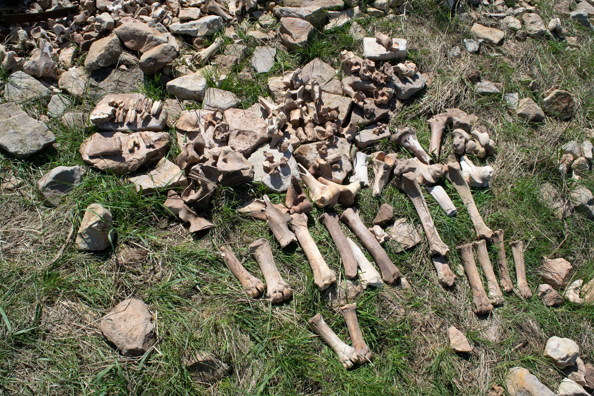 Scientists Solve the Mystery of an Abandoned 1100-Year-Old Bison ...