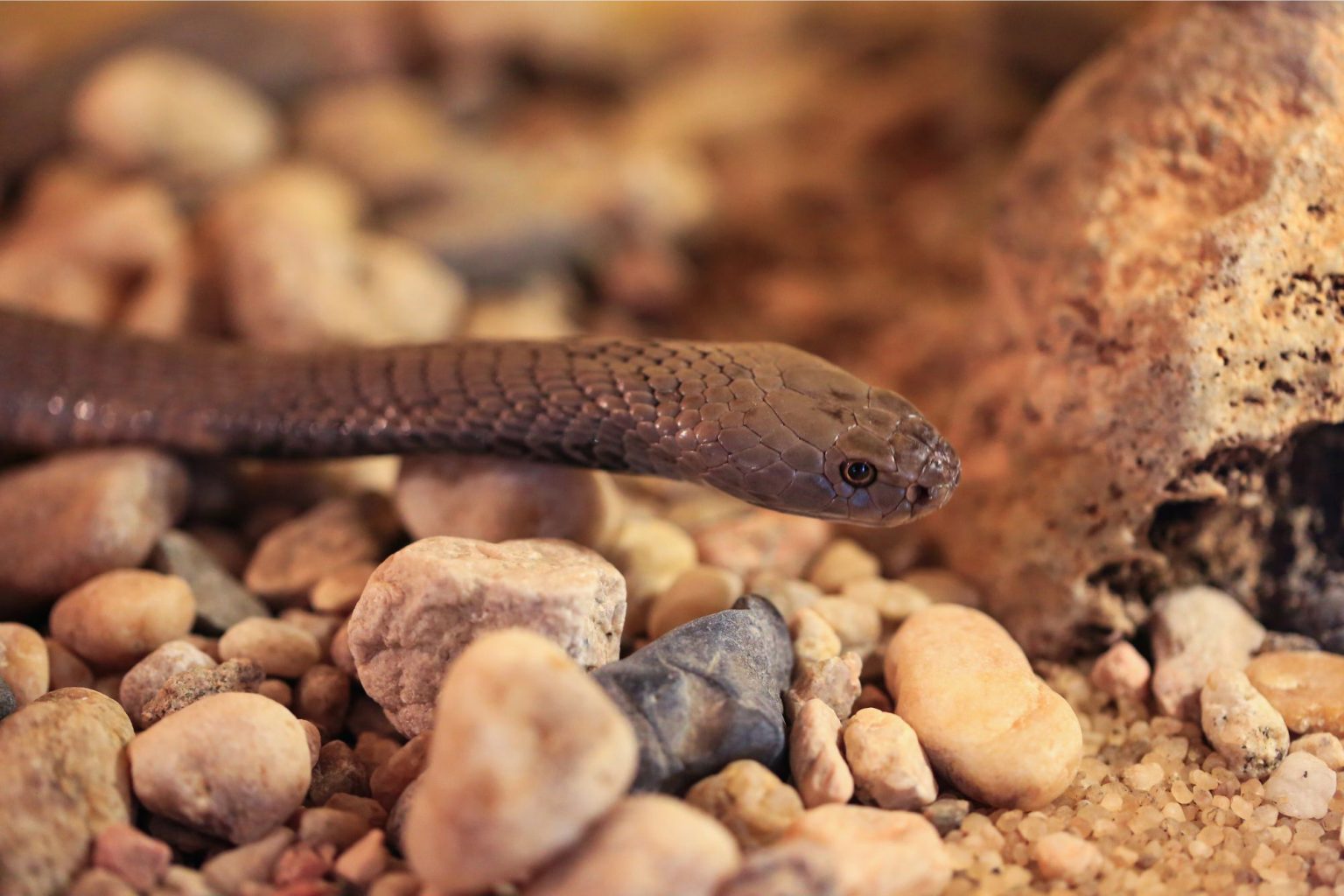 Lifesaving Discovery – First Effective Treatment Found for Spitting ...