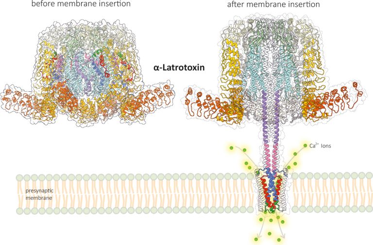 Scientists Unveil the Deadly Secret of Black Widow Venom