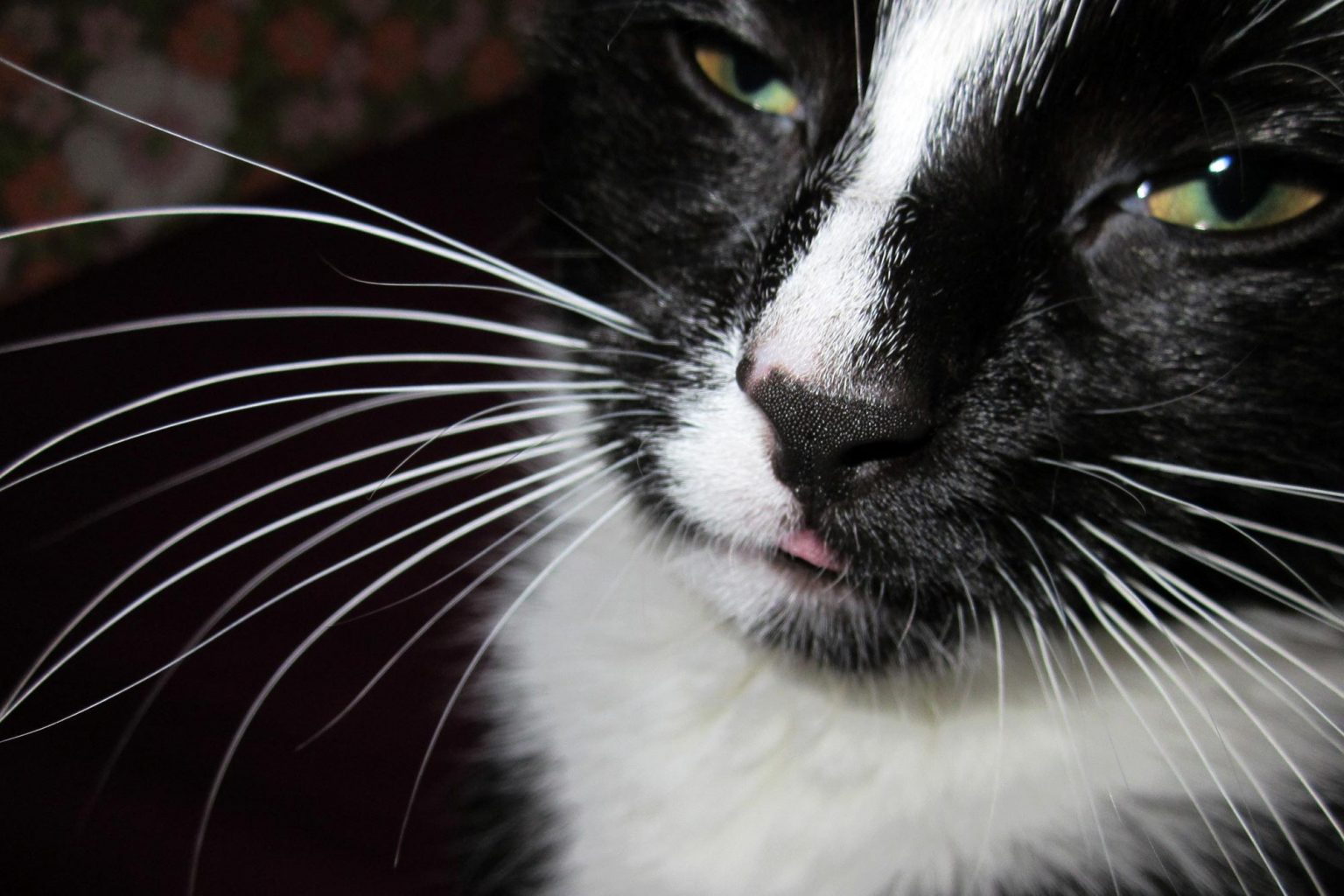 New Insights Into How Whisker Bending Translates to Sensory Touch Signals