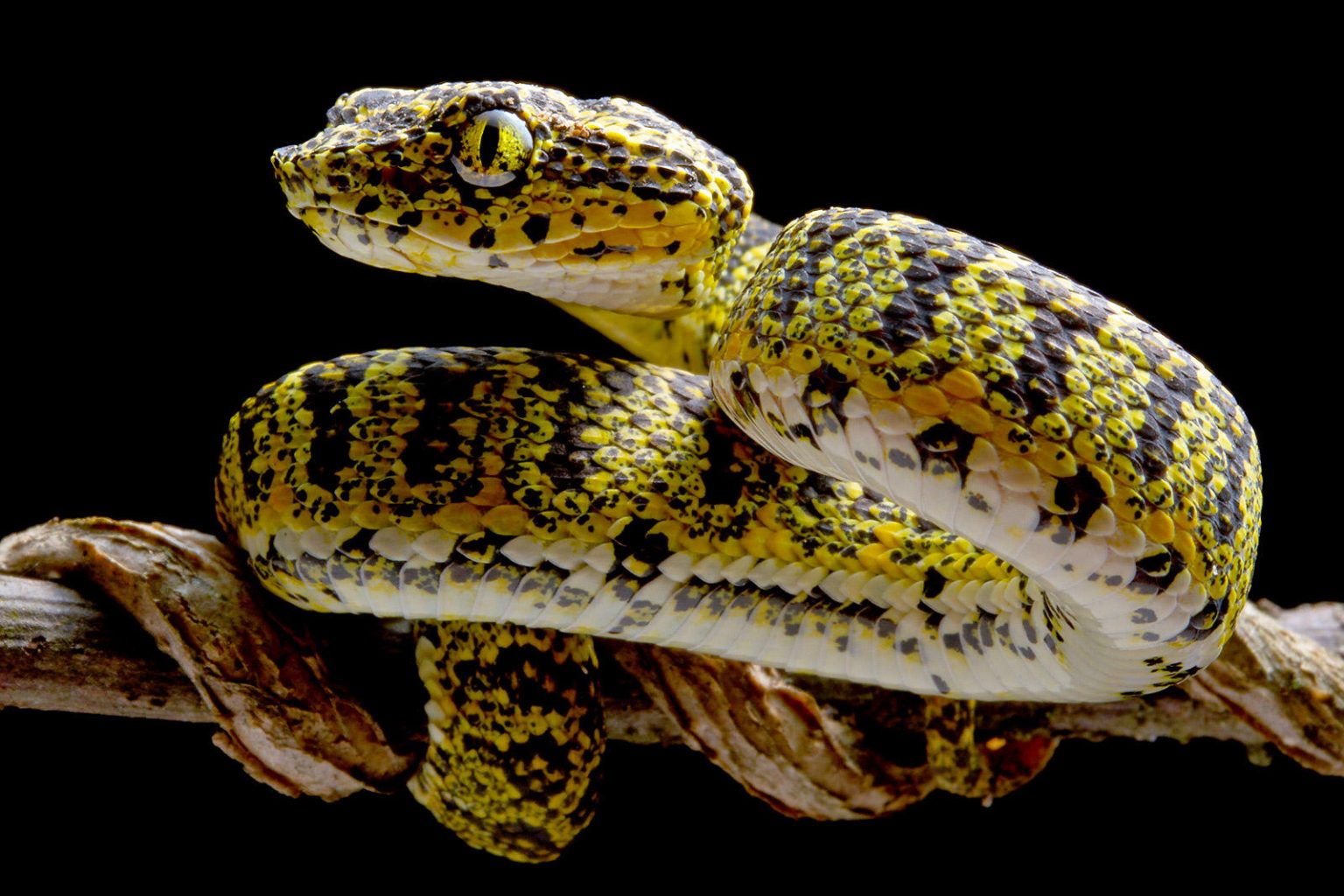 Five Dazzling New Species of Eyelash Vipers Discovered in South America