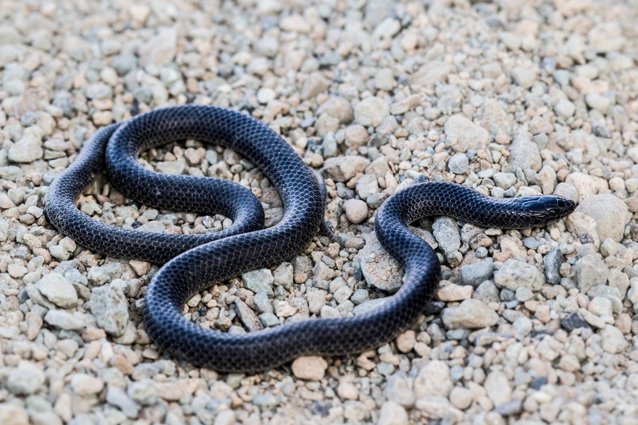 Mysterious New Snake Species Discovered in Saudi Arabia